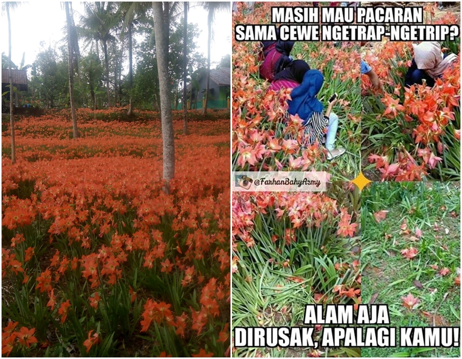 Meme dan Alasan Polos Perusak Taman Bunga Amarylis - Page 3 of 4 ...